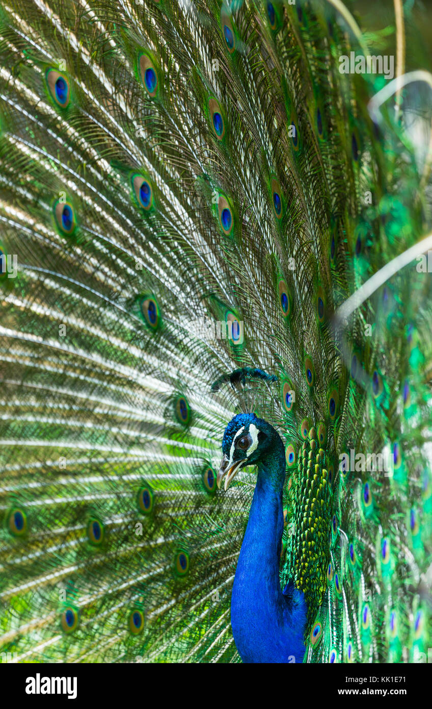 Indian peafowl or blue peafowl (Pavo cristatus Stock Photo - Alamy