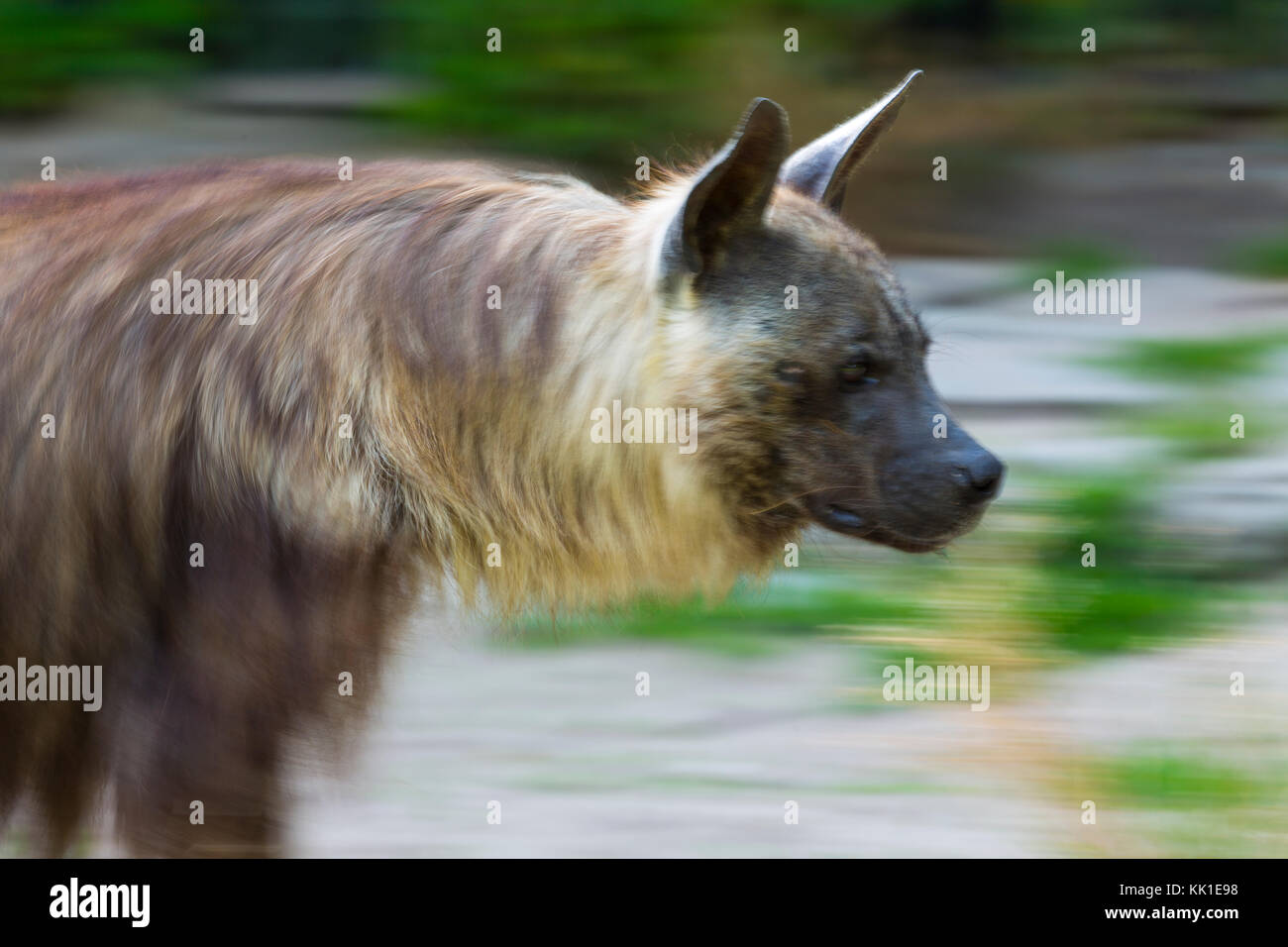 Brown hyena hiena parda hi-res stock photography and images - Alamy