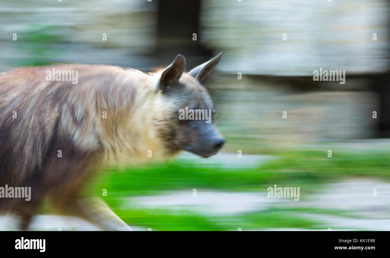 Brown hyena hiena parda hi-res stock photography and images - Alamy