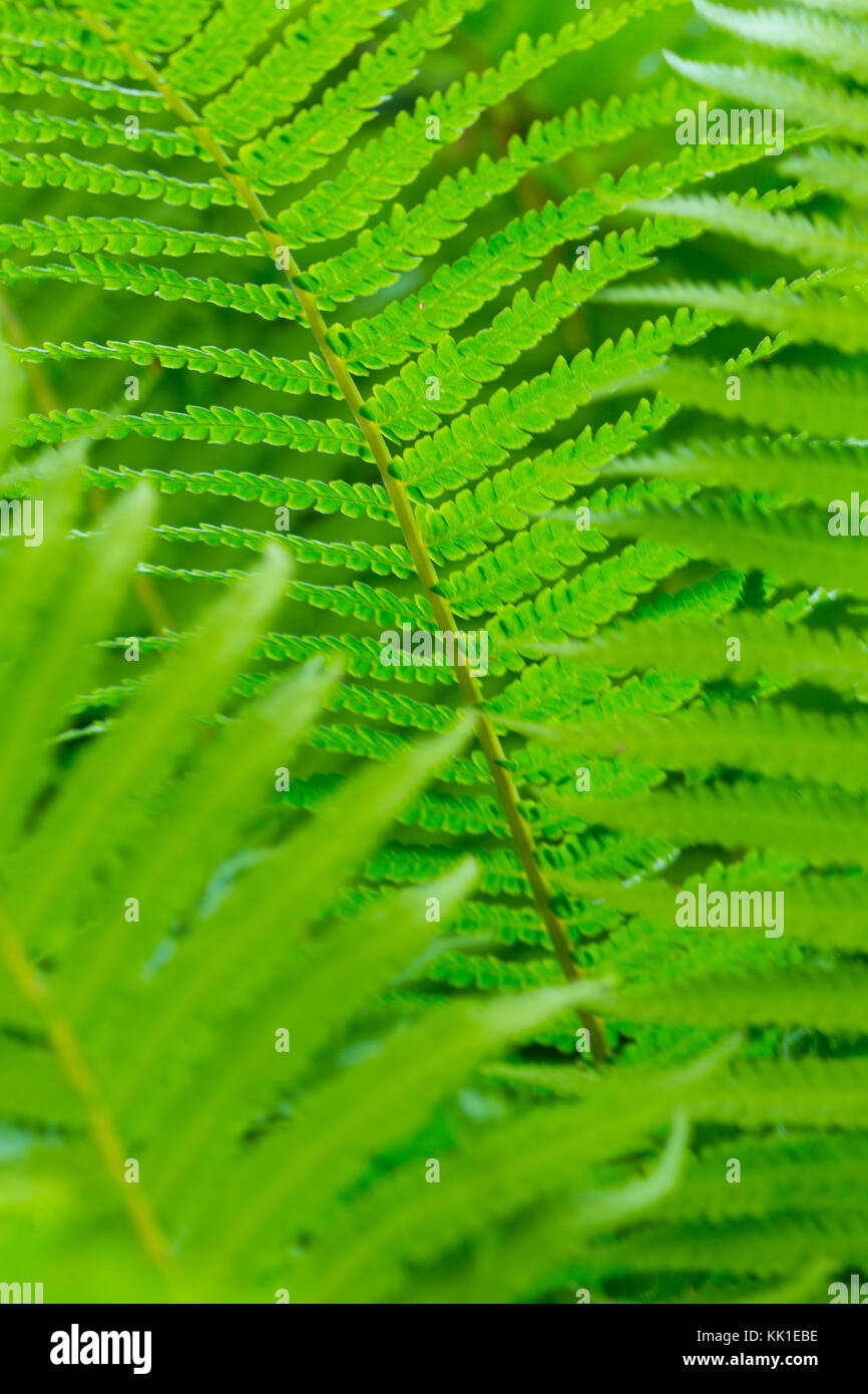 FERN IN SUMMER Stock Photo - Alamy