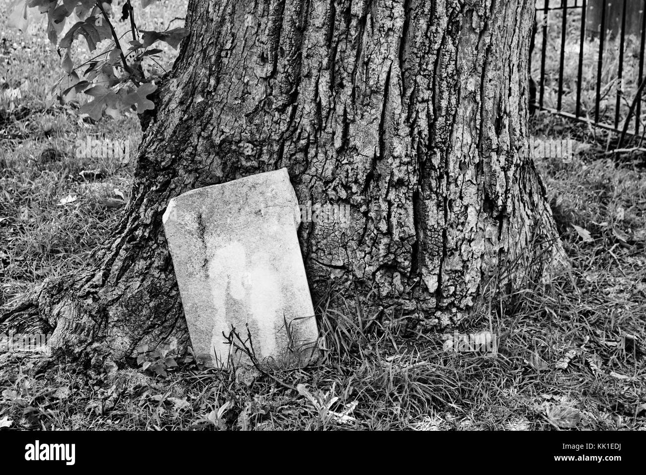 Small dead tree Black and White Stock Photos & Images - Alamy