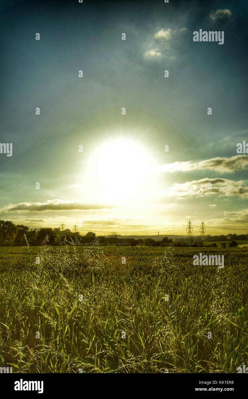 beautiful Sunset over fields of corn crop Stock Photo - Alamy