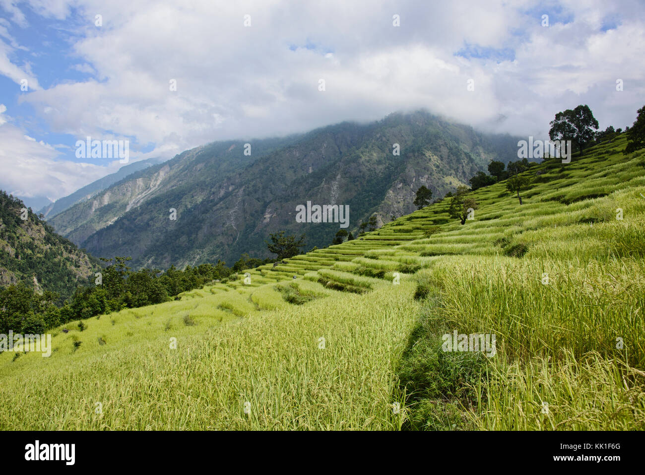 Rice terraces in the Himalayan foothills on the Manaslu Circuit Trek ...