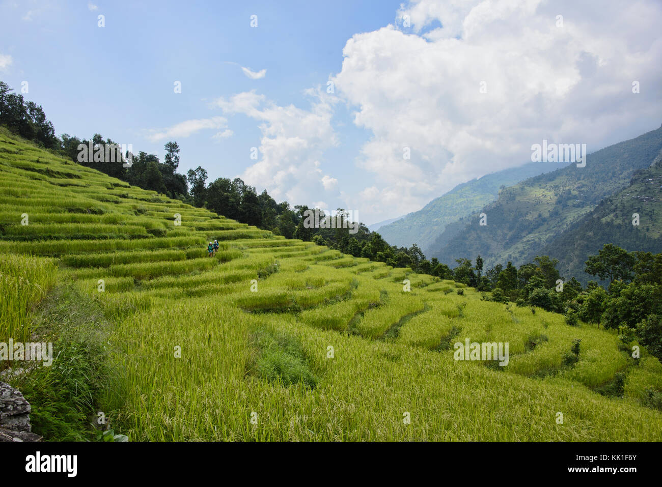 Rice terraces in the Himalayan foothills on the Manaslu Circuit Trek ...