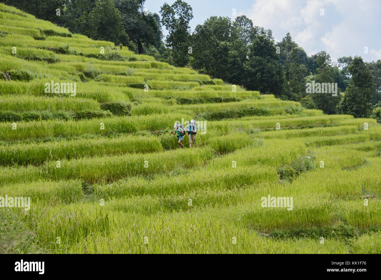 Rice terraces in the Himalayan foothills on the Manaslu Circuit Trek ...