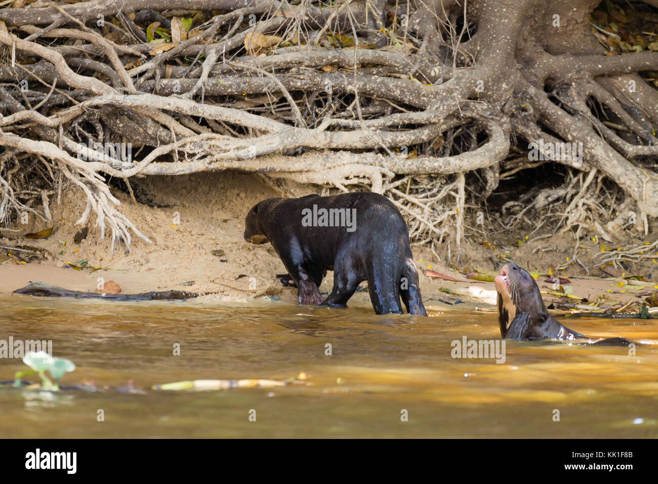 Giant otter on water from Pantanal wetland area, Brazil. Brazilian ...