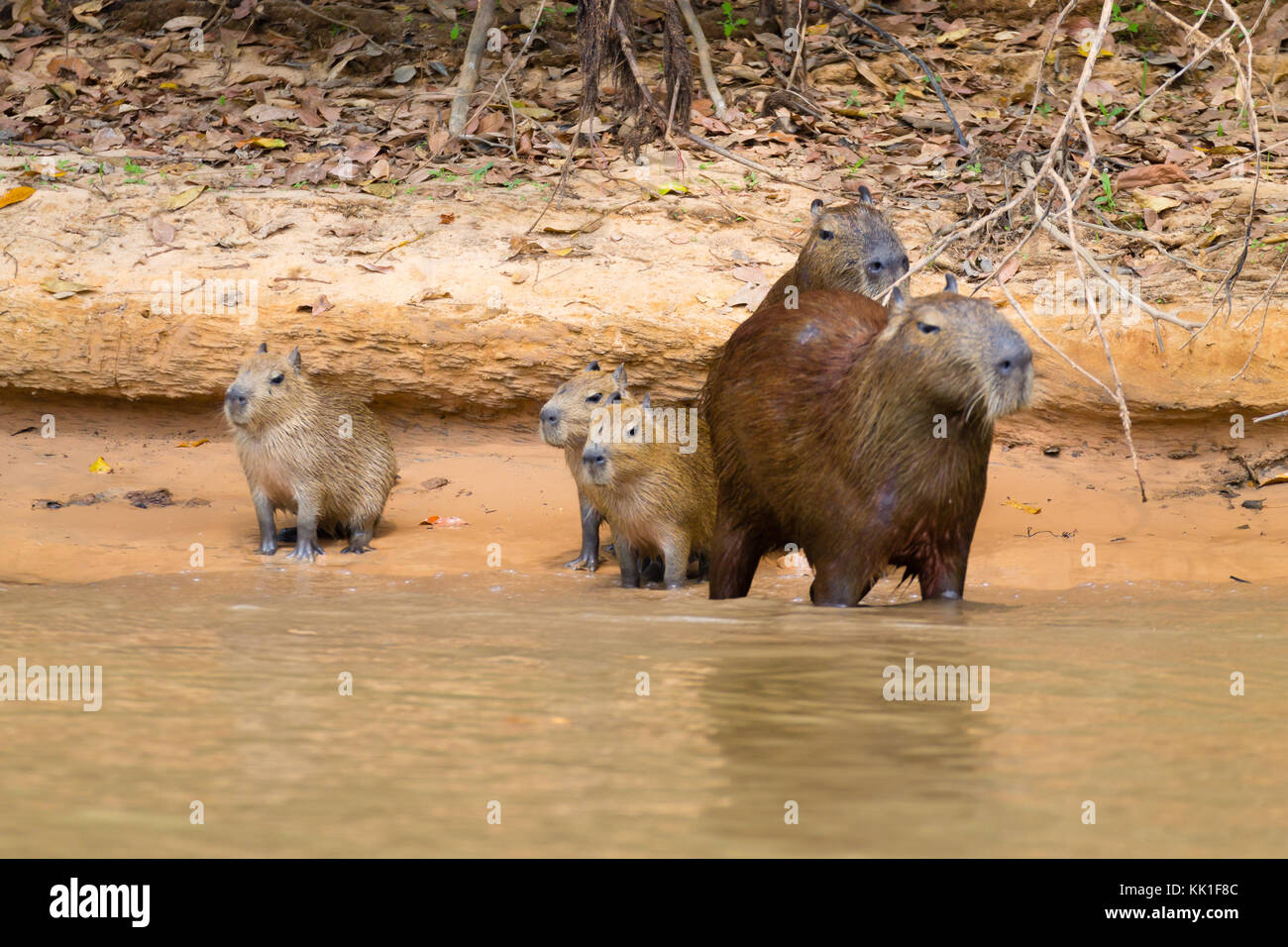 Herd of Capybara on riverbank from Pantanal, Brazil. Brazilian wildlife ...