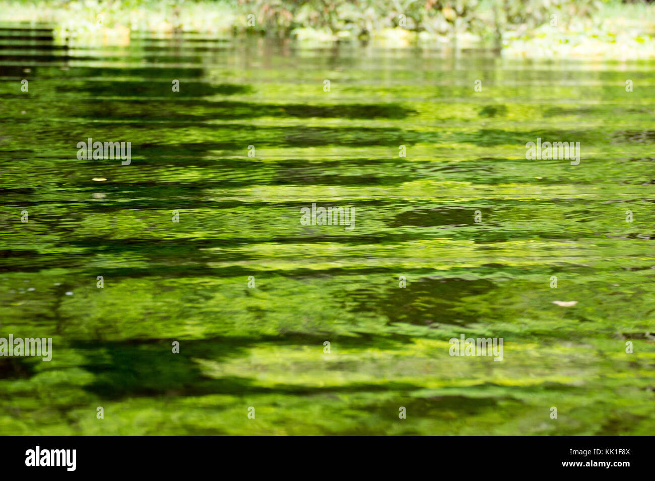 Panorama from Amazon rainforest, Brazilian wetland region. Navigable ...