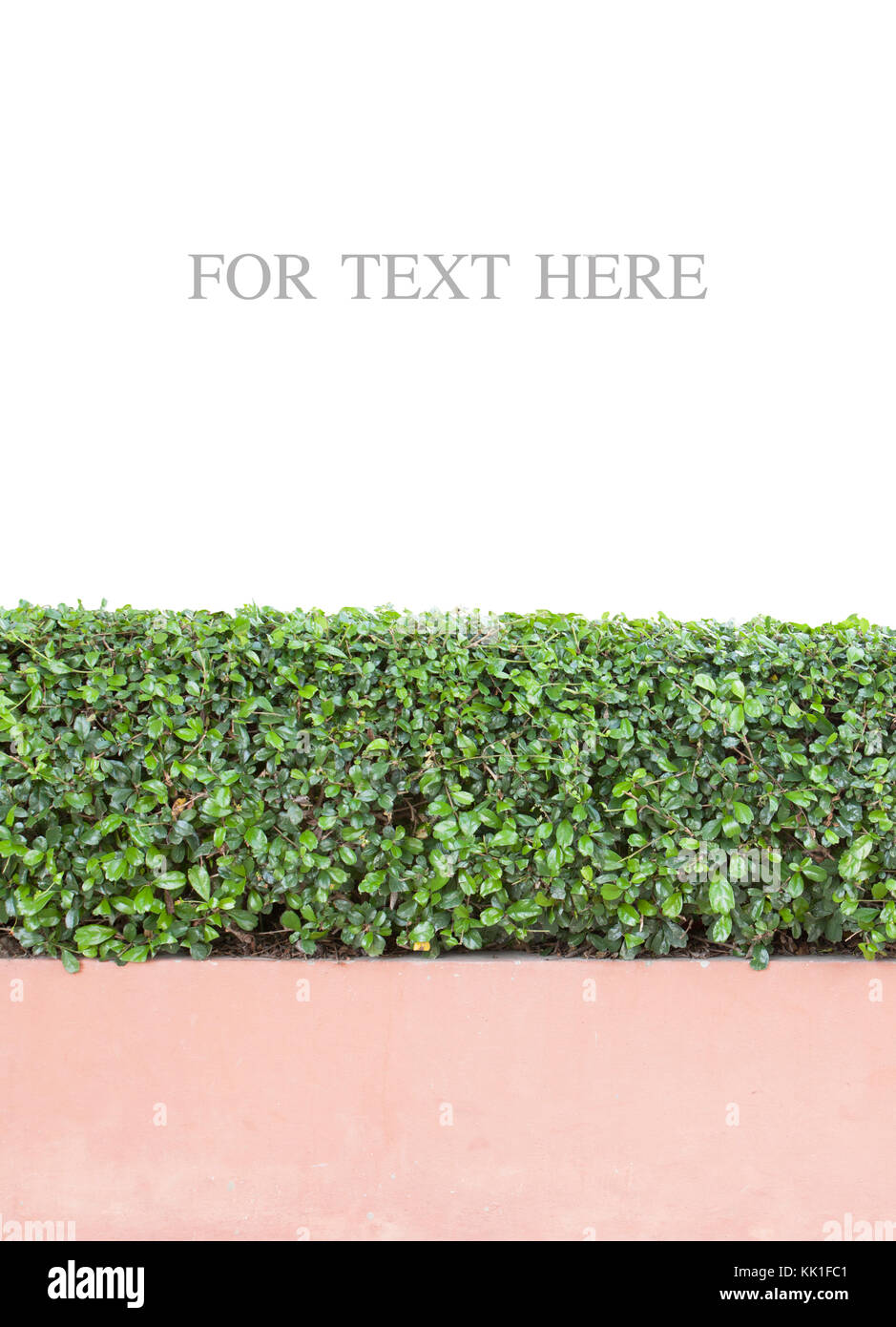 Green hedge, isolated on white background Stock Photo - Alamy