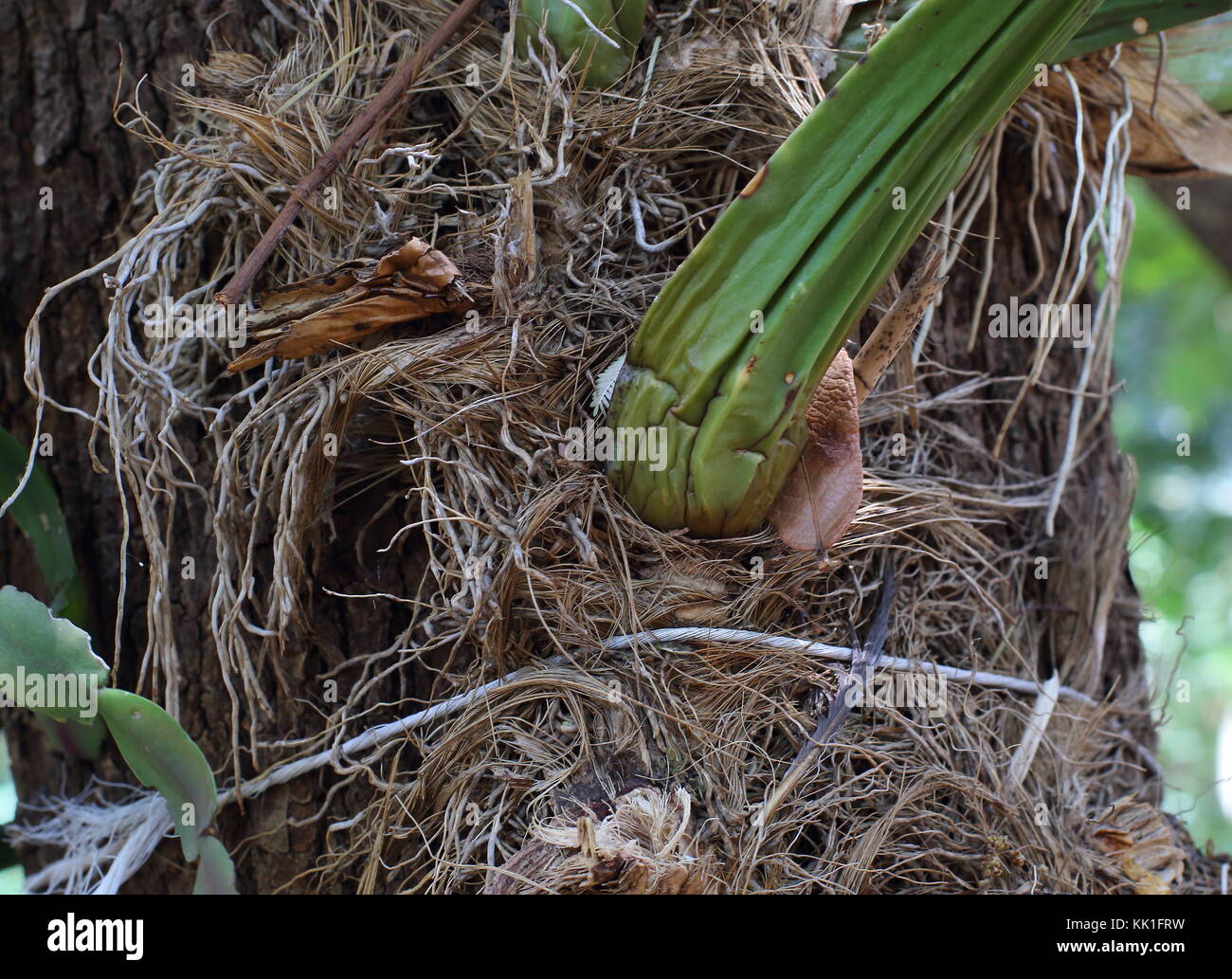 A tree orchid being grafted onto the trunk of a tree in a residential ...