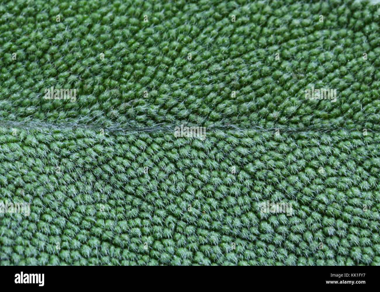 aromatic spicy herb sage, macro shot Stock Photo - Alamy