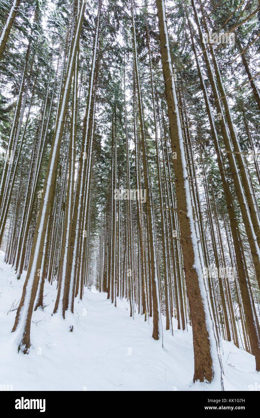 natural snowy winter trail path in forest many tree trunks Stock Photo ...