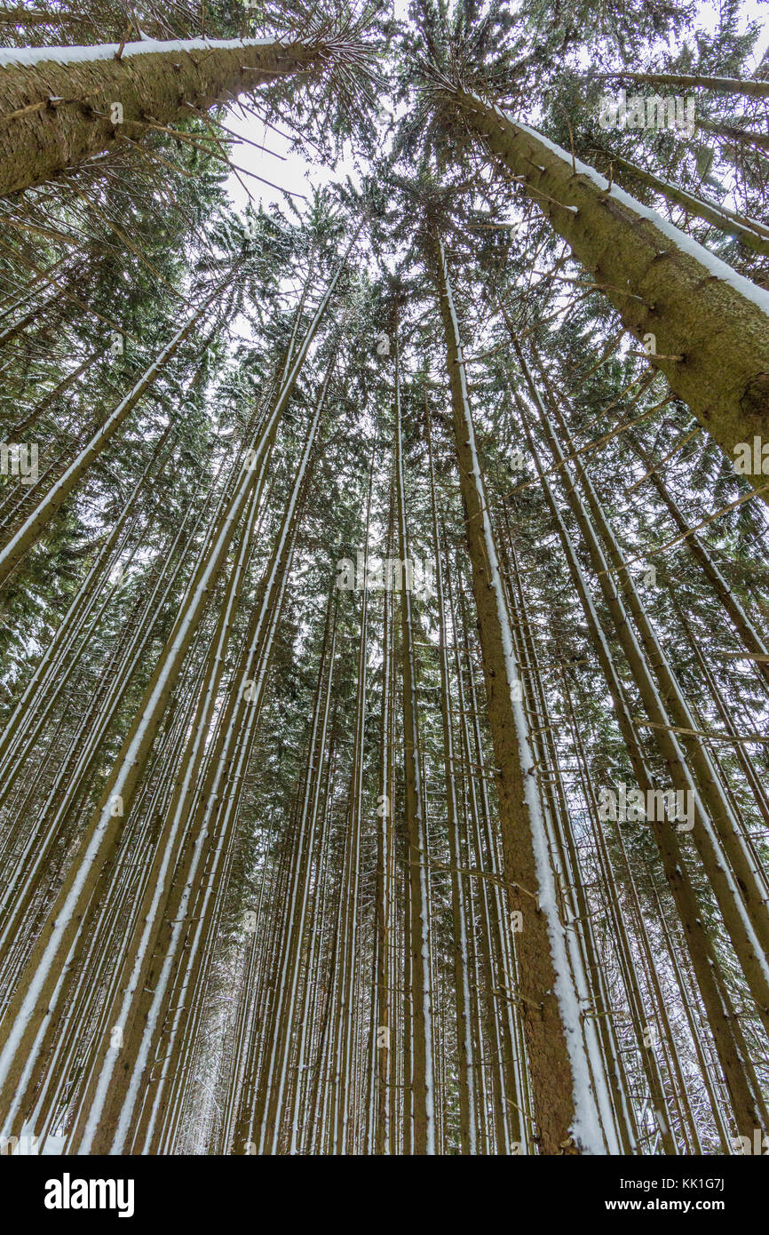 Woodland perspective hi-res stock photography and images - Alamy