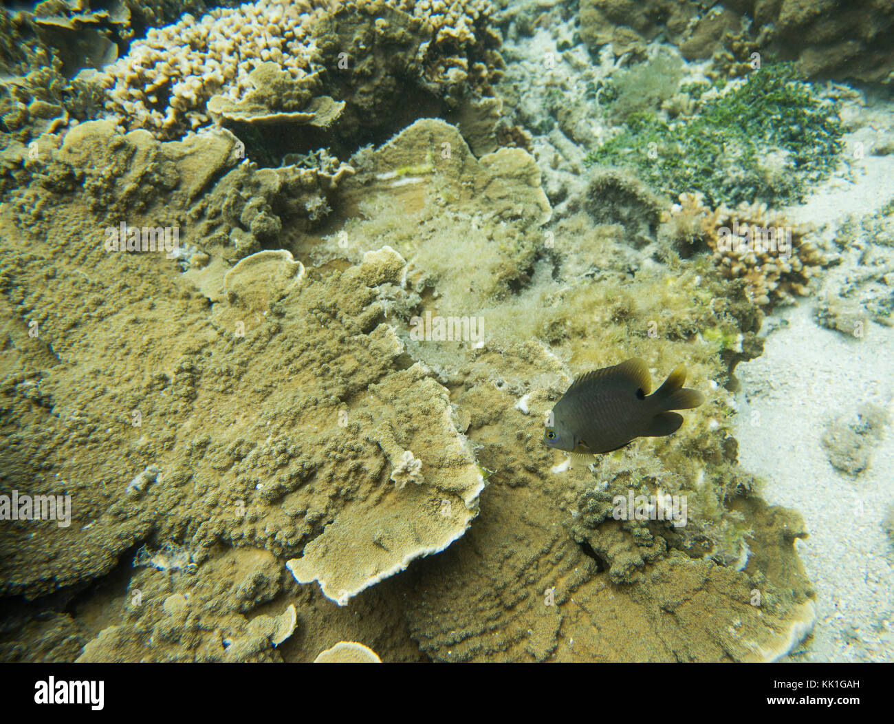 Angelfish and corals in the Great Astrolabe Reef in the Pacific Ocean ...