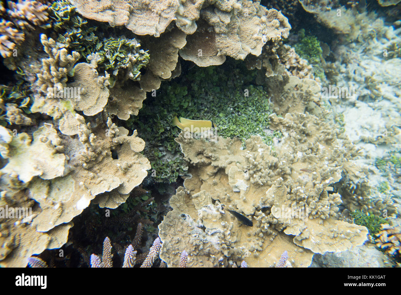 Beautiful yellow butterfly tang swimming in the Great Astrolabe Reef in ...