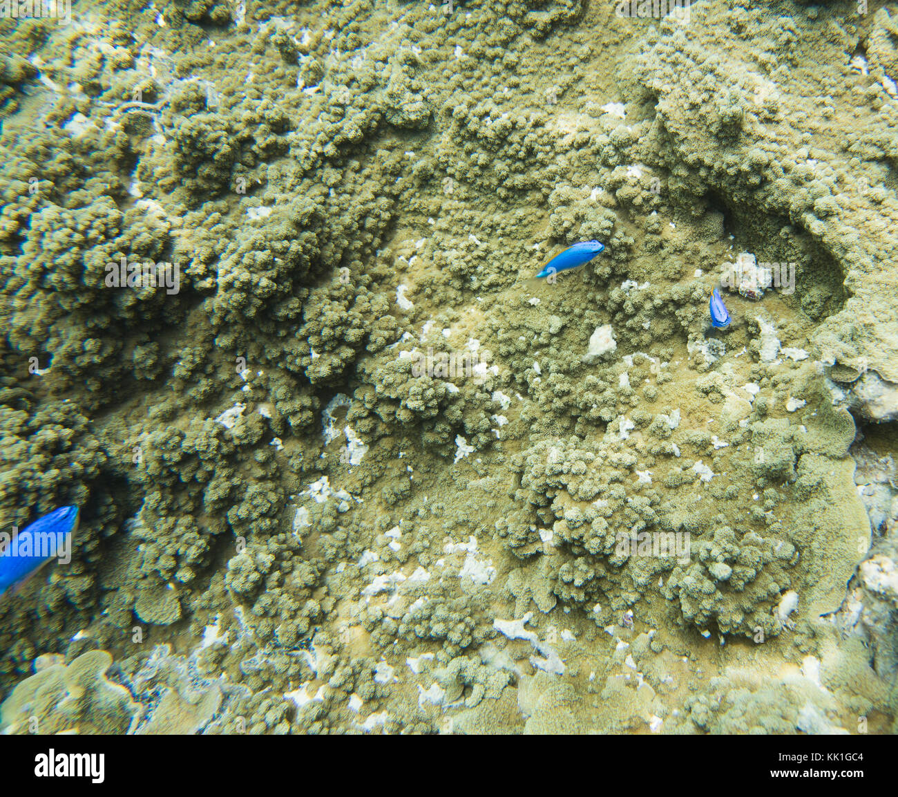 Vivid blue devil damselfish with coral in the Great Astrolabe Reef in ...