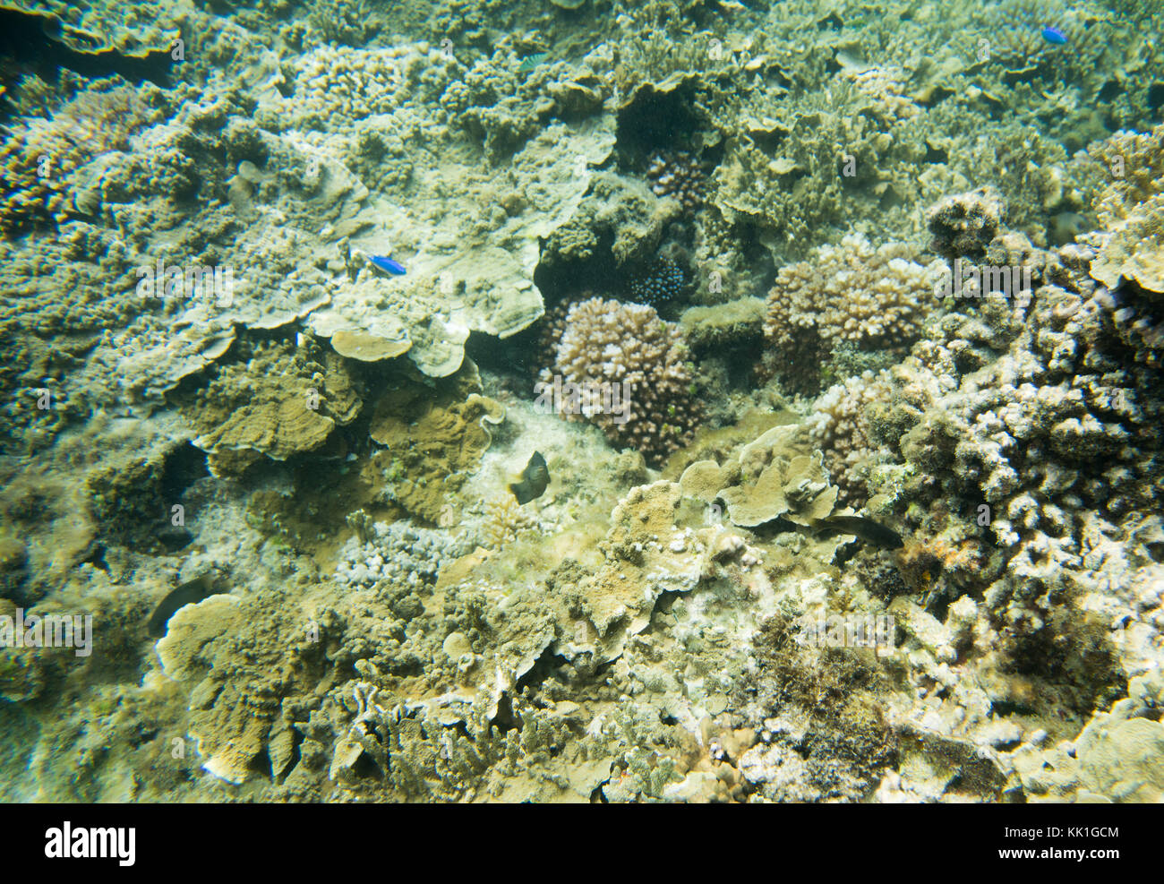 Angelfish and blue devil damselfish with corals in the Great Astrolabe ...