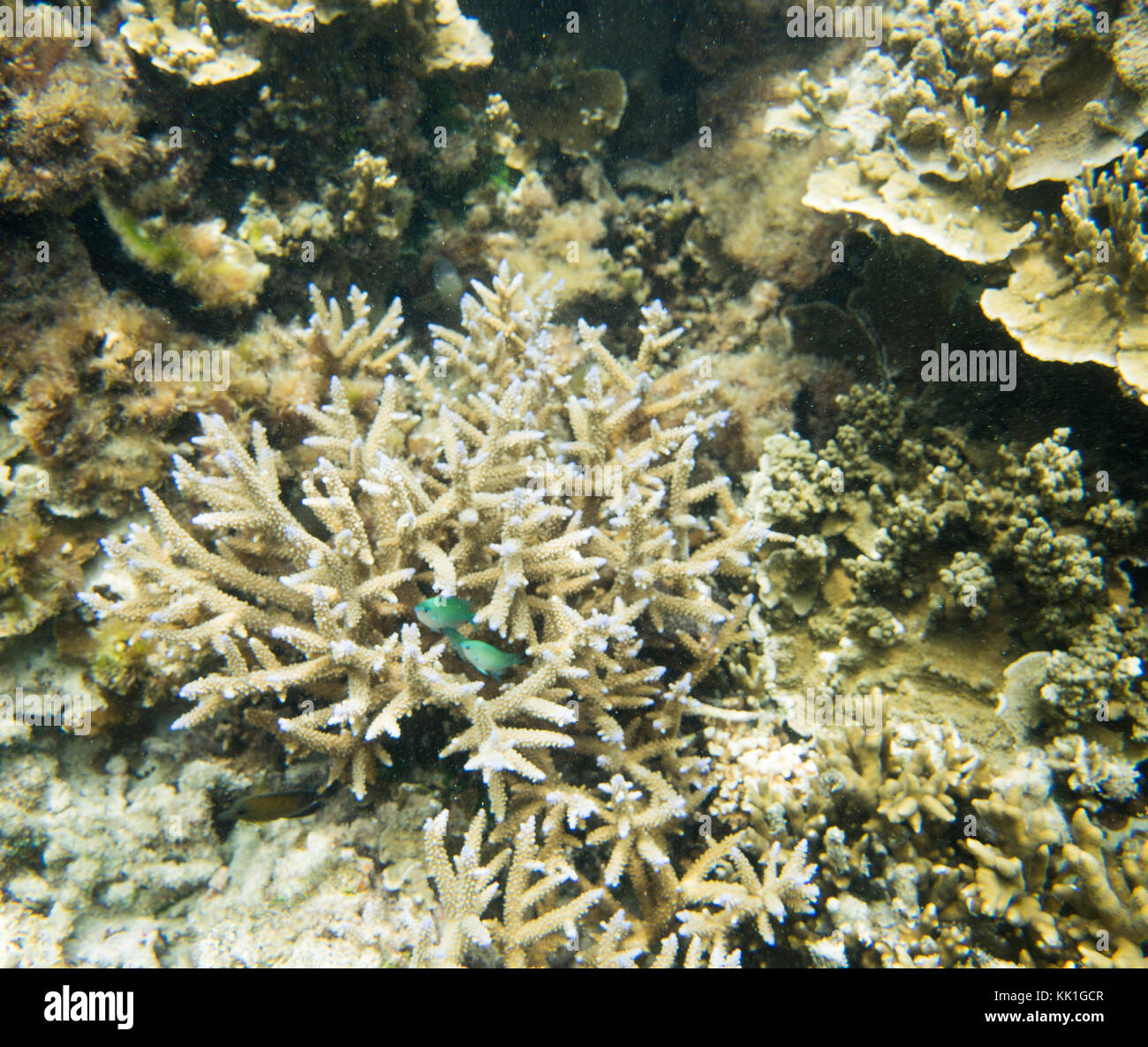 Green chromis fish in coral fingers in the Great Astrolabe Reef in the ...