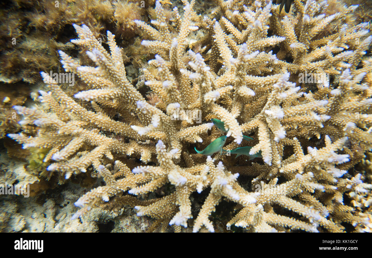 Green chromis fish in coral fingers in the Great Astrolabe Reef in the ...
