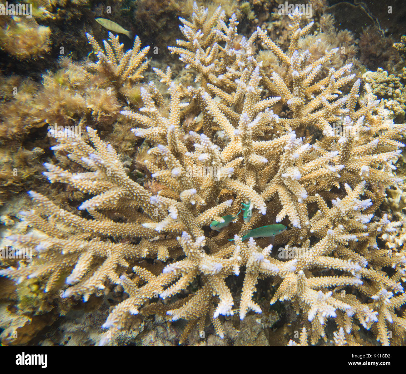 Staghorn coral great barrier reef hi-res stock photography and images ...