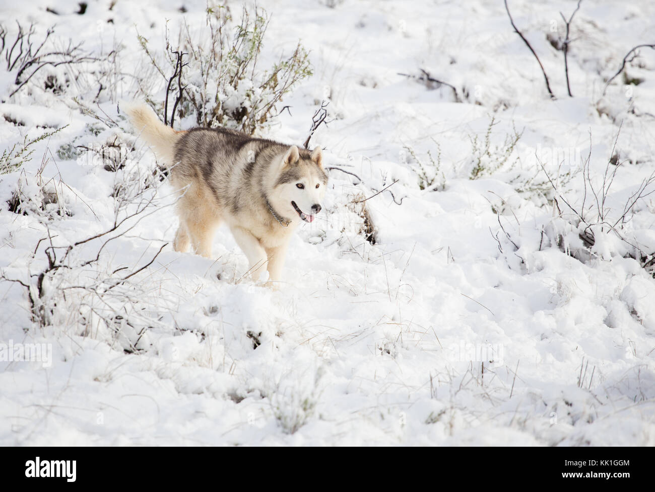 Husky dog stands on the snow winter mood Stock Photo - Alamy