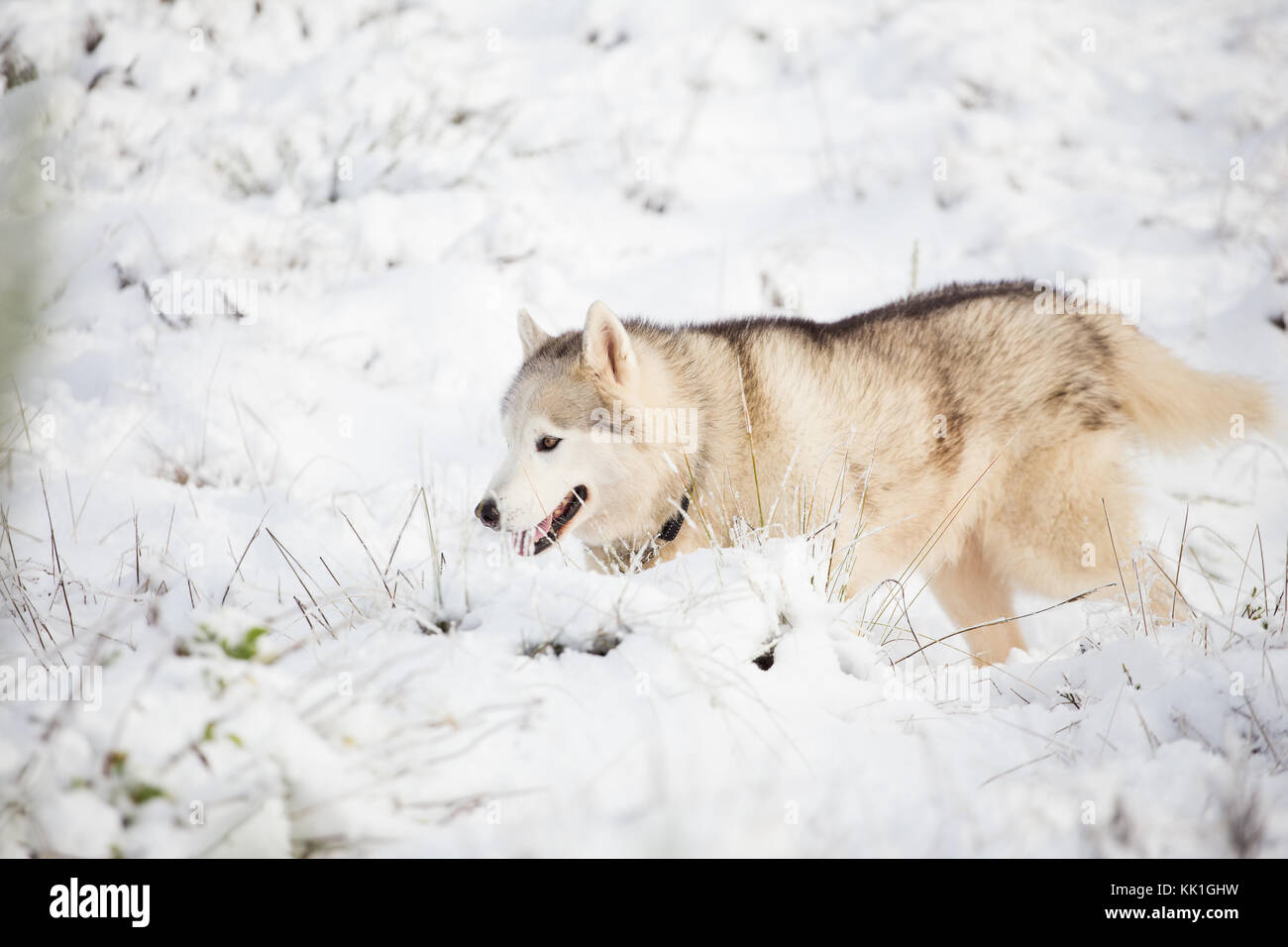 Husky dog stands on the snow winter mood Stock Photo - Alamy