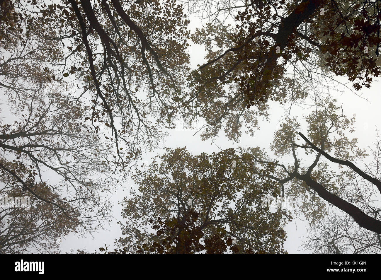 abstract view of oak forest canopy in misty morning Stock Photo - Alamy