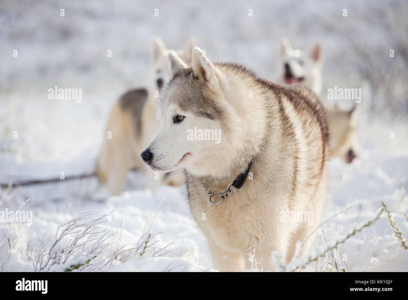 Husky dog stands on the snow winter mood Stock Photo - Alamy