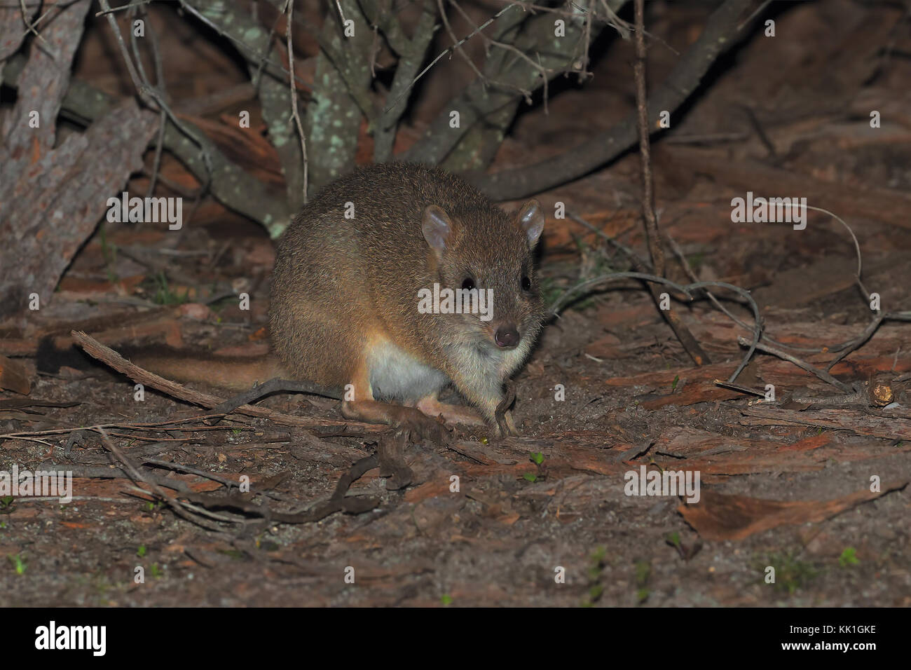 Woylie hi-res stock photography and images - Alamy