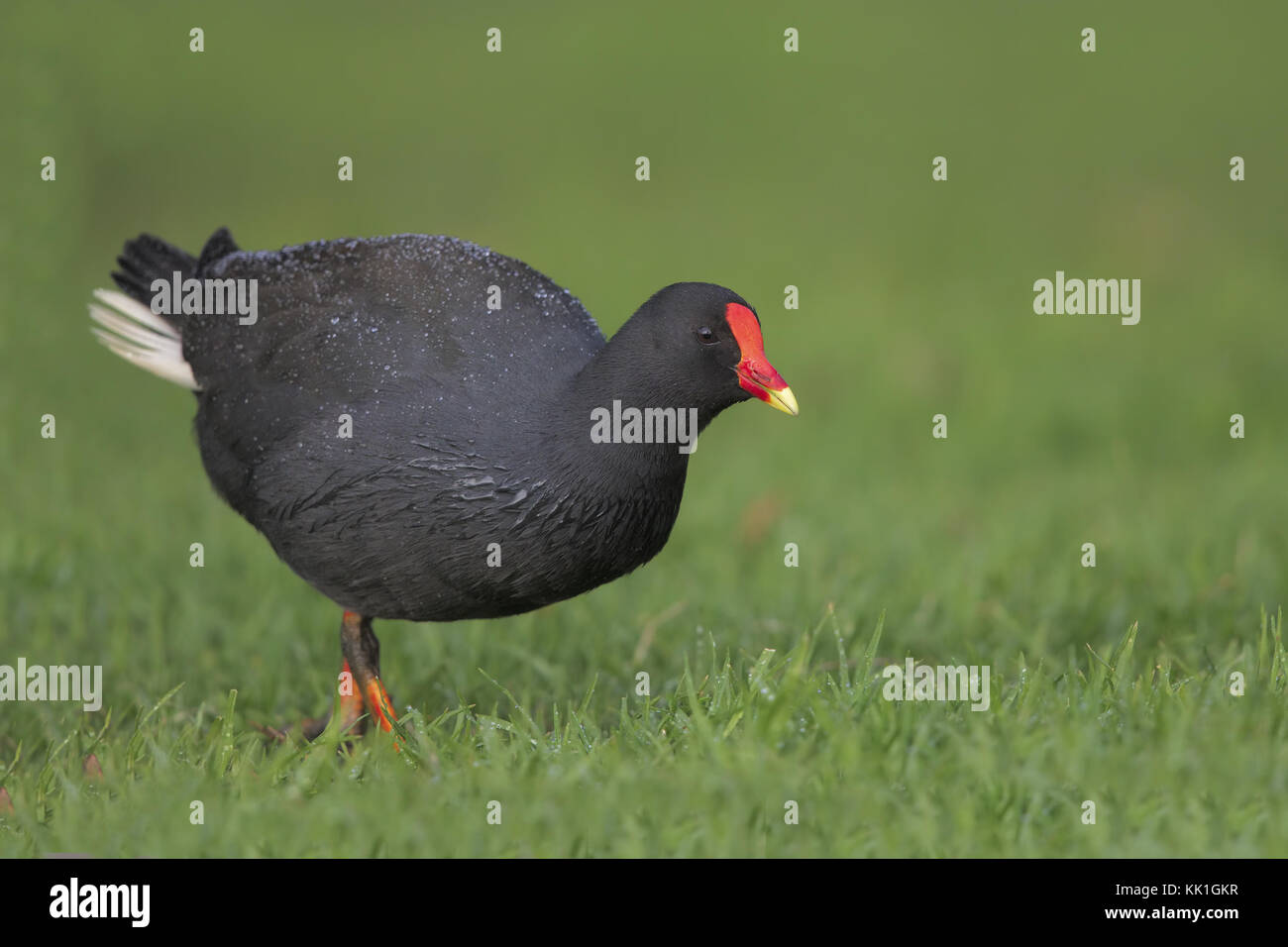 Birding in western australia hi-res stock photography and images - Alamy