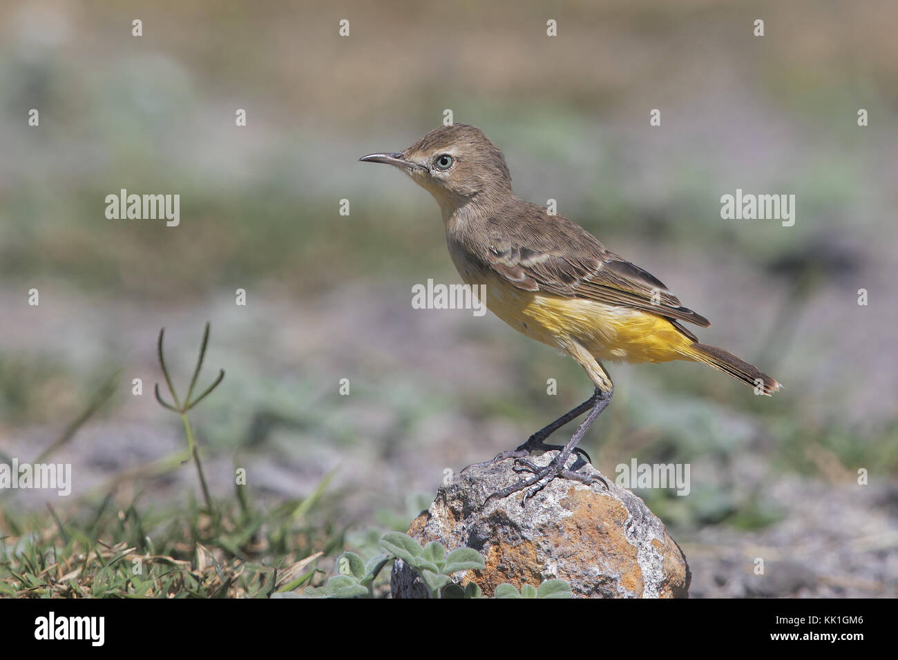Juvenile Yellow Chat Stock Photo - Alamy