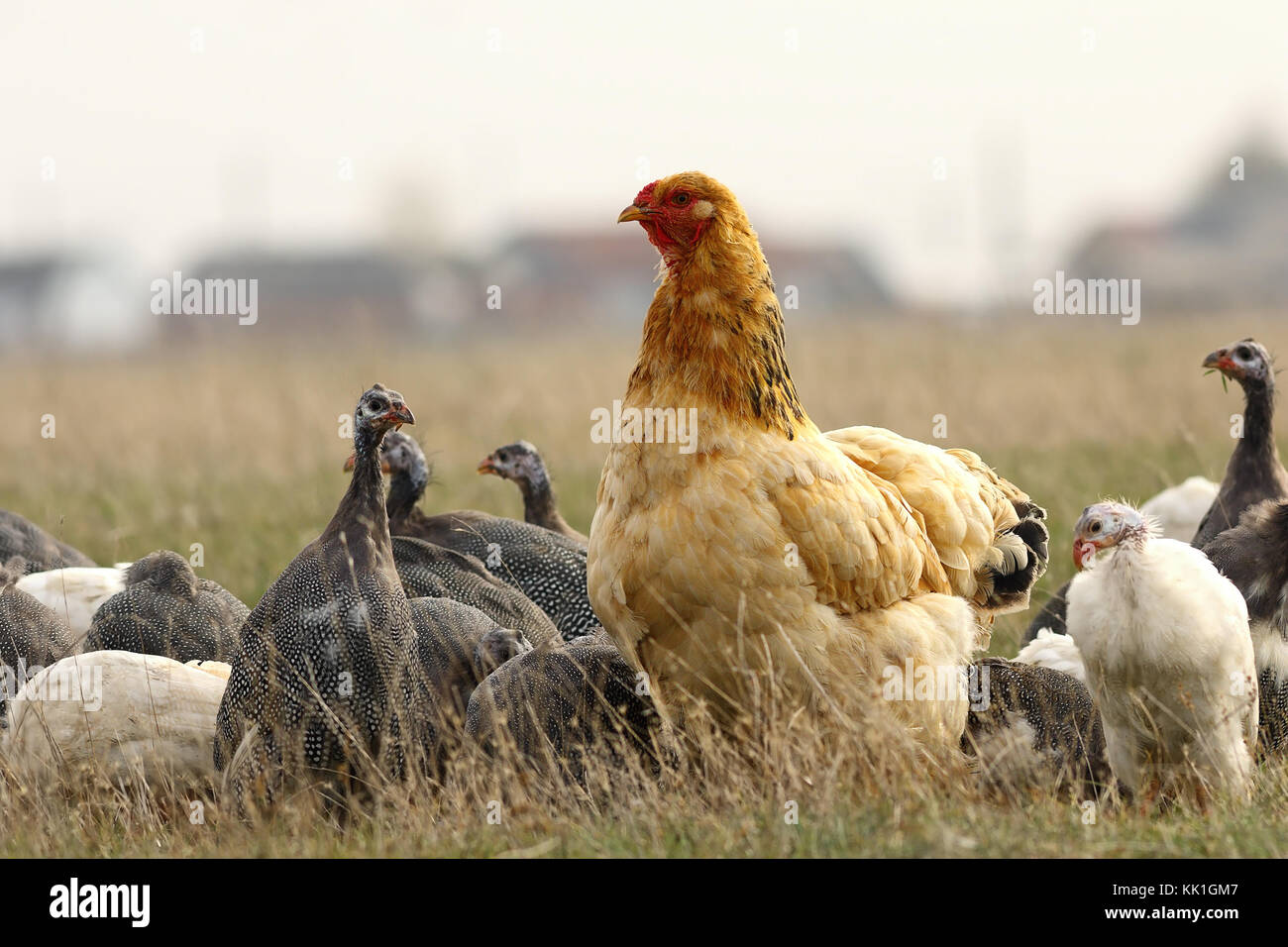 big domestic hen near the farm, foraging for food on lawn, together ...