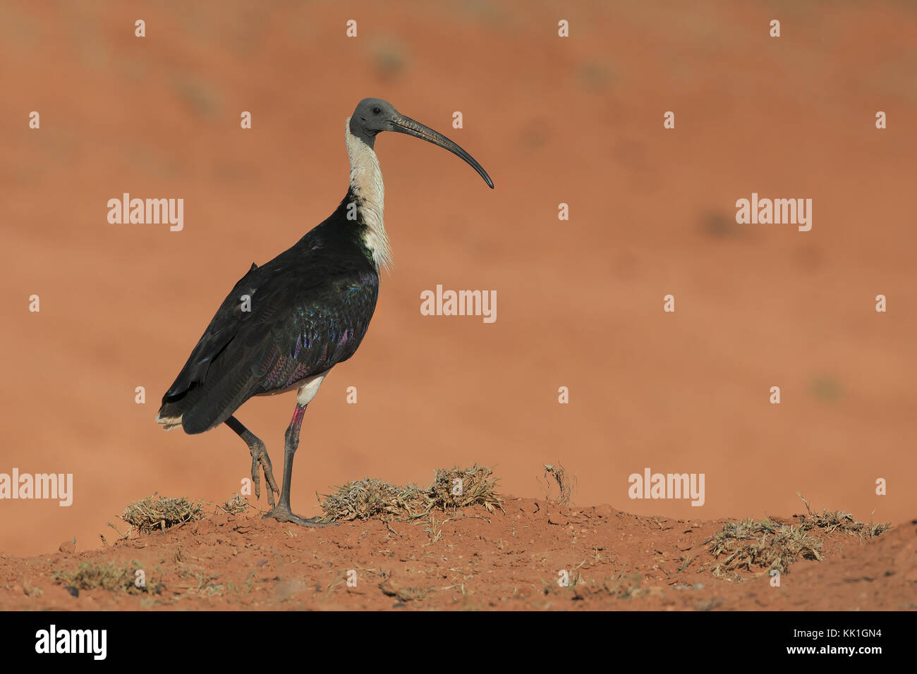Cattle ibis hi-res stock photography and images - Alamy