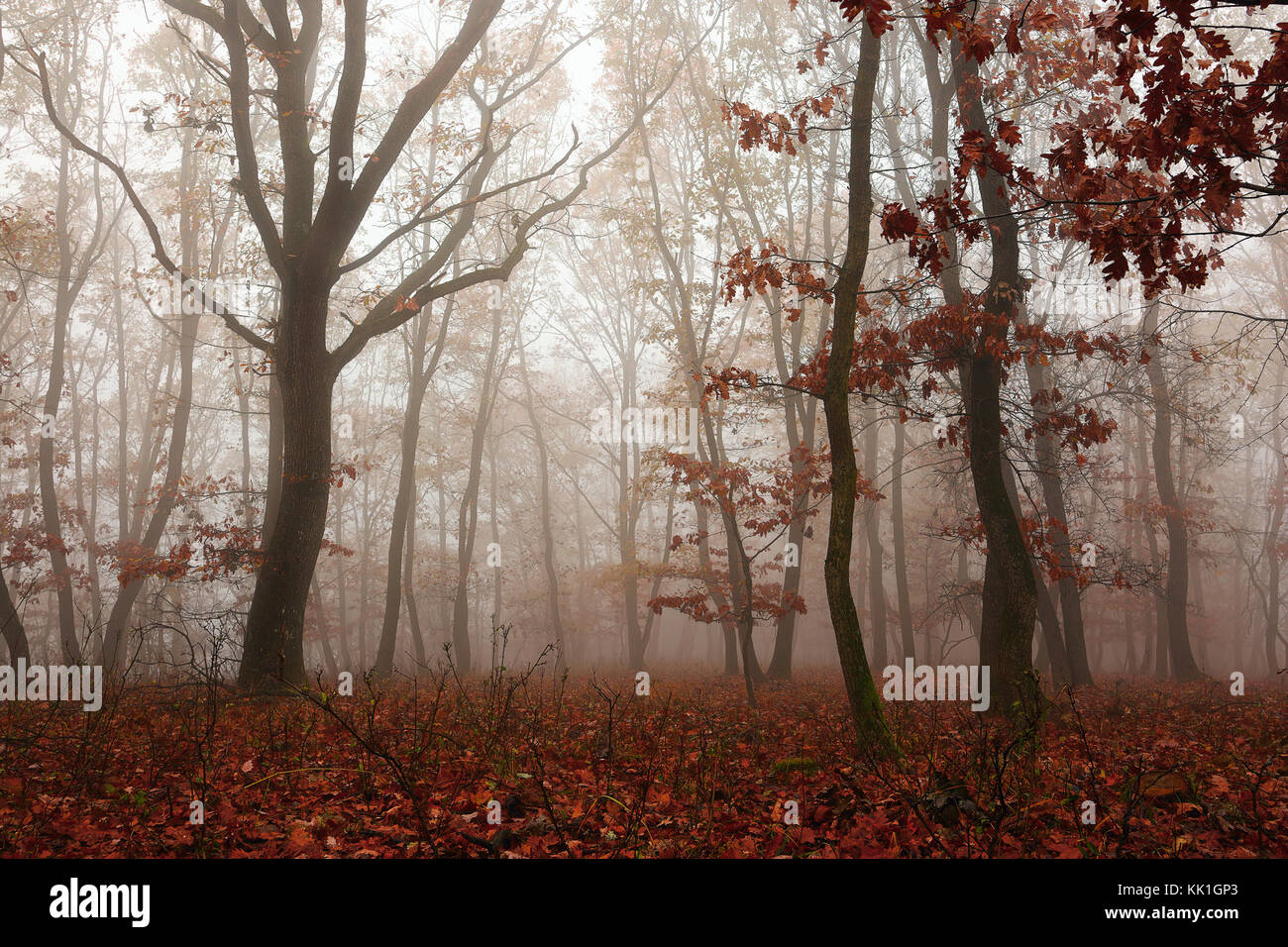 Beautiful season season color hi-res stock photography and images - Alamy