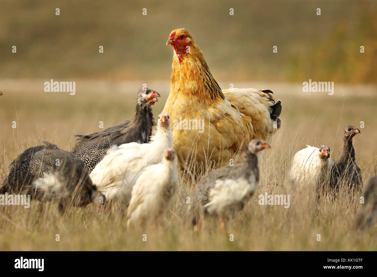 domestic hen standing with guineafowl flock on meadow Stock Photo - Alamy