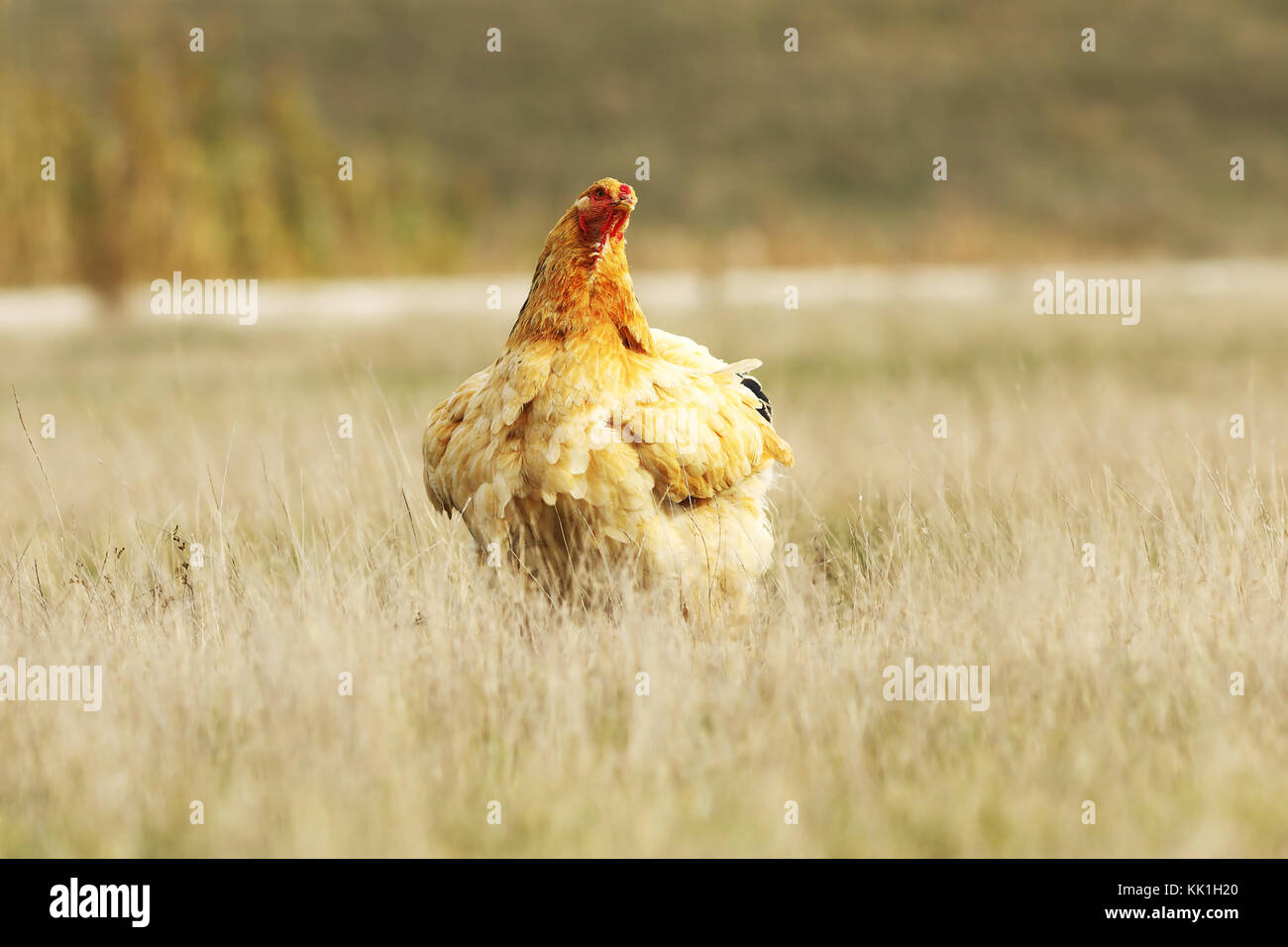 Domestic hen hi-res stock photography and images - Alamy