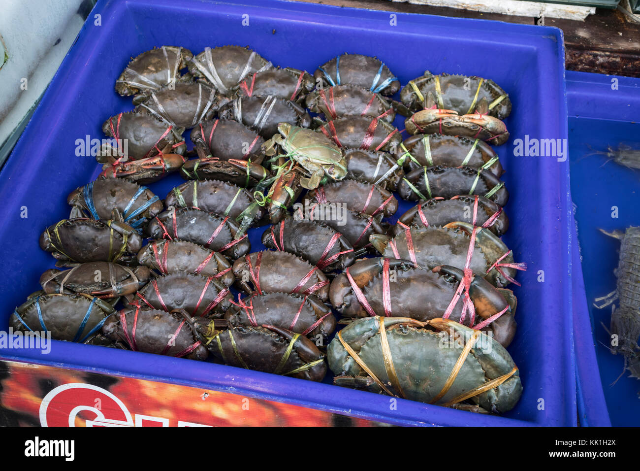 Crabs in a blue container in Koh Samui, Thailand Stock Photo - Alamy