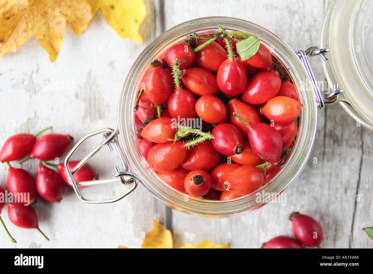 Freshly foraged hedgerow rose hips, the seed pod of the wild rose, used ...