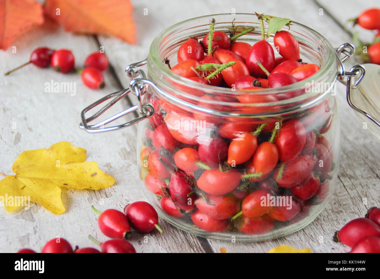 Freshly foraged hedgerow rose hips, the seed pod of the wild rose, used ...