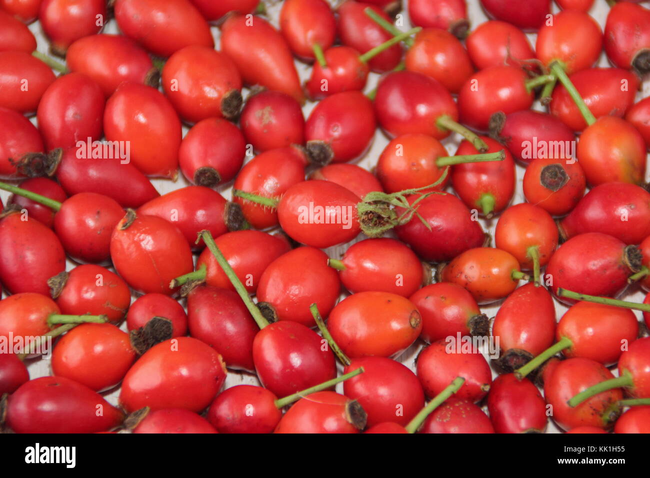 Freshly foraged hedgerow rose hips, the seed pod of the wild rose, used ...
