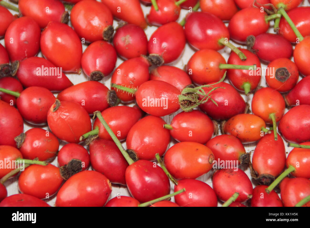 Freshly foraged hedgerow rose hips, the seed pod of the wild rose, used ...