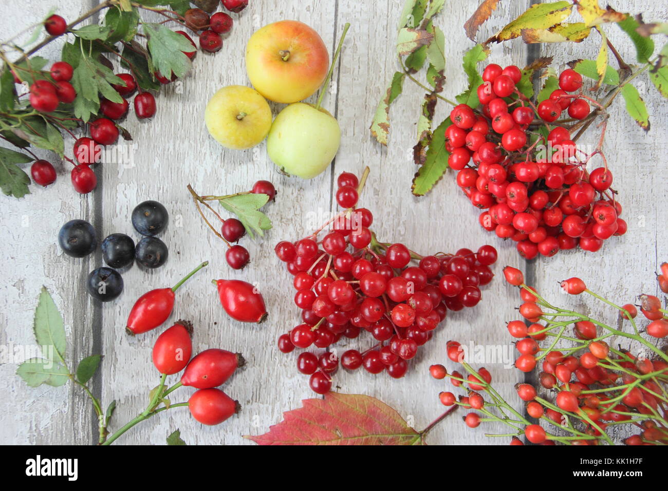 Autumn red berry display (clockwise from top left) hawthorn (Crataegus ...