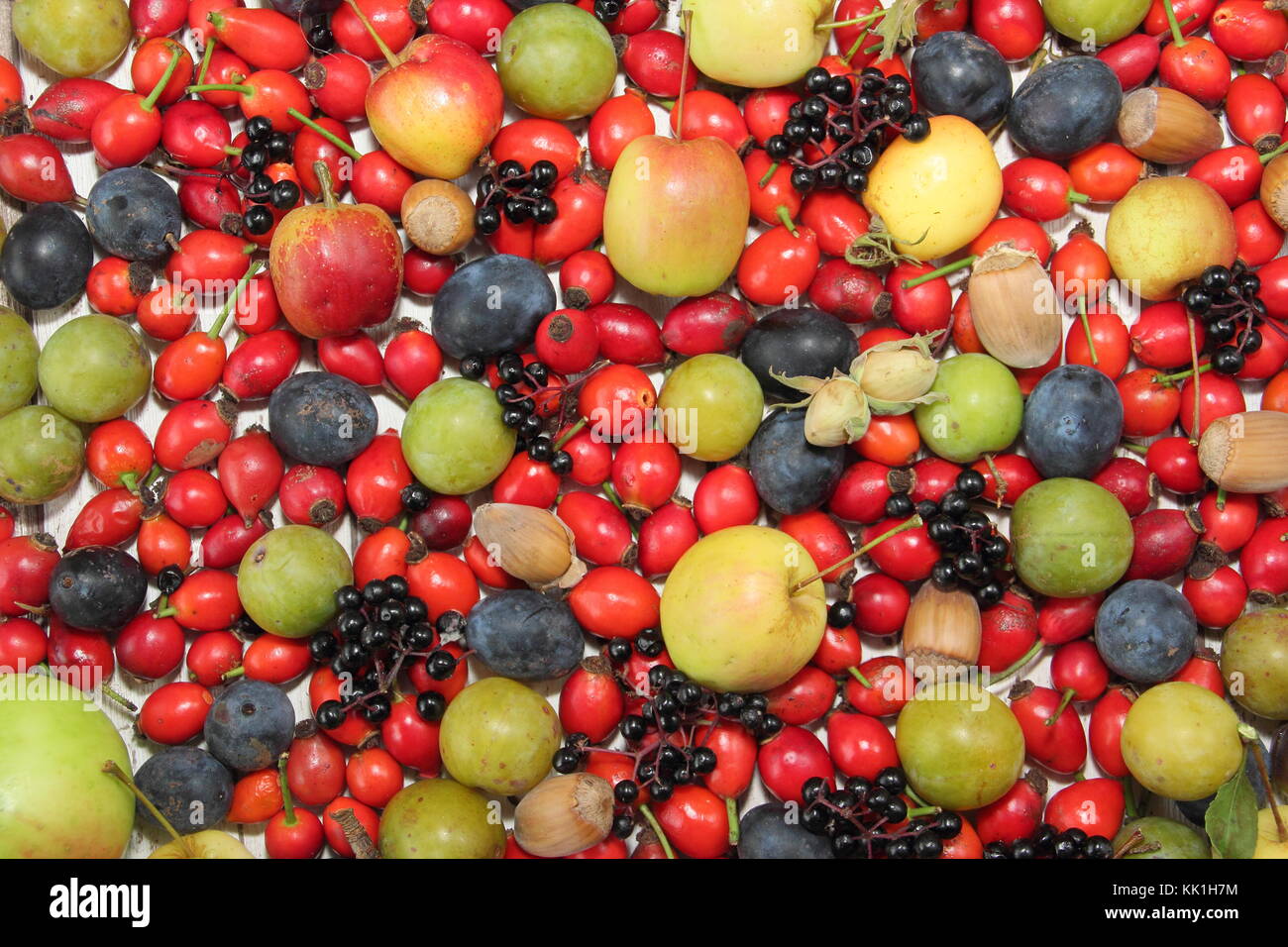 Freshly picked English hedgerow fruits, nuts and berries including rose ...