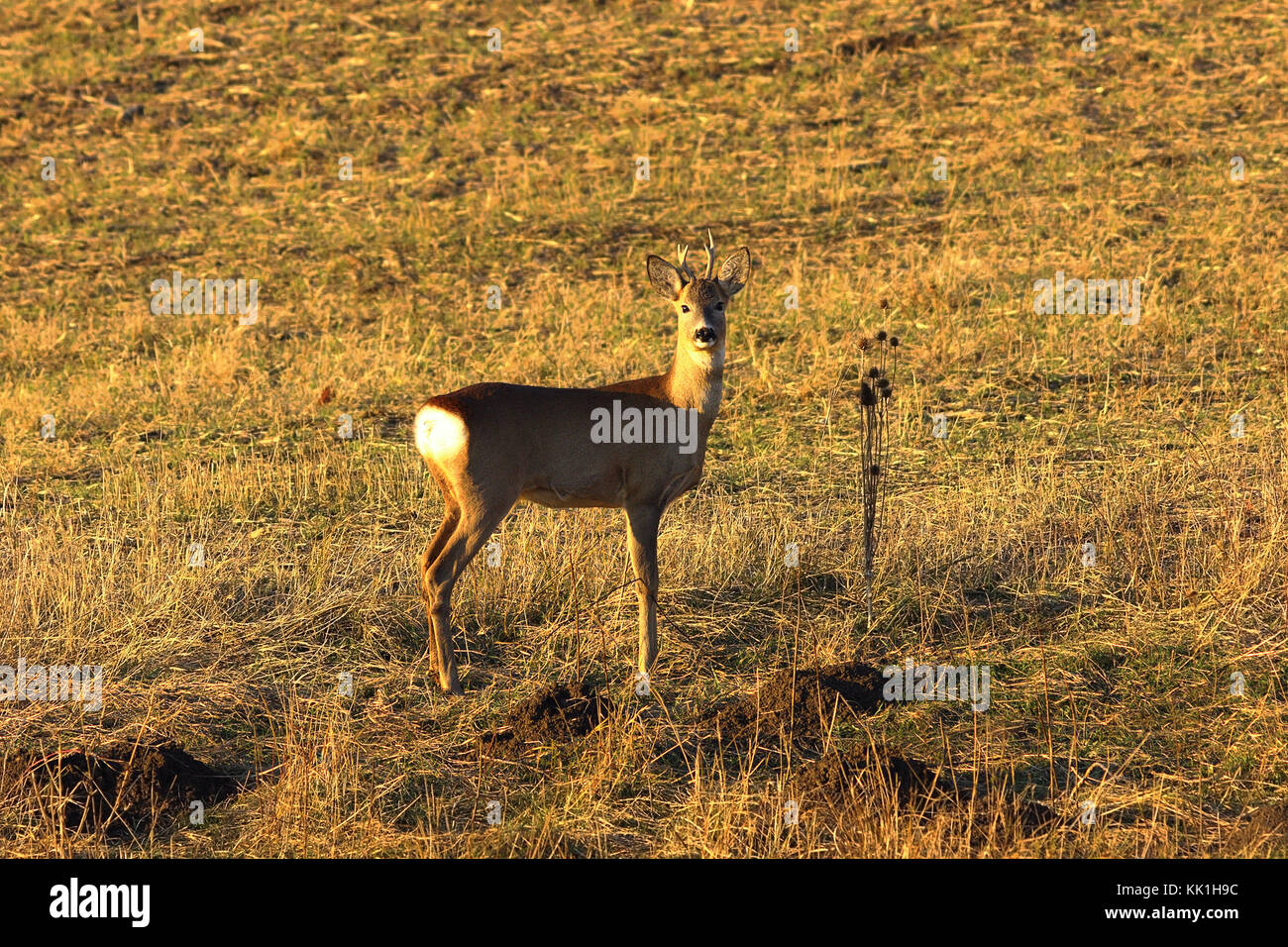 Roe deer roebuck capreolus close hi-res stock photography and images ...