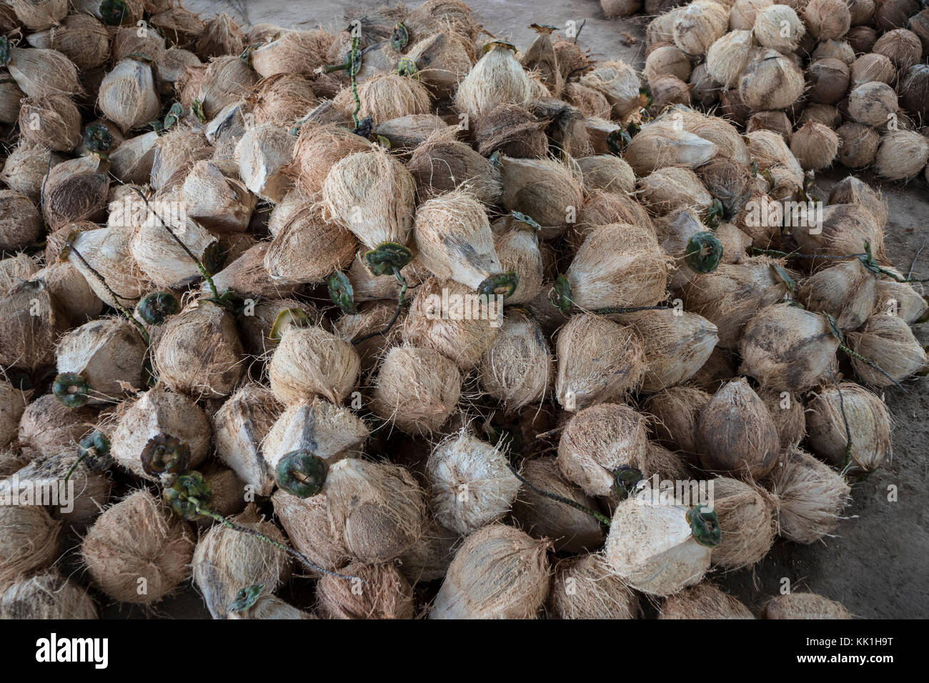 Coconut shells in Koh Samui, Thailand Stock Photo - Alamy