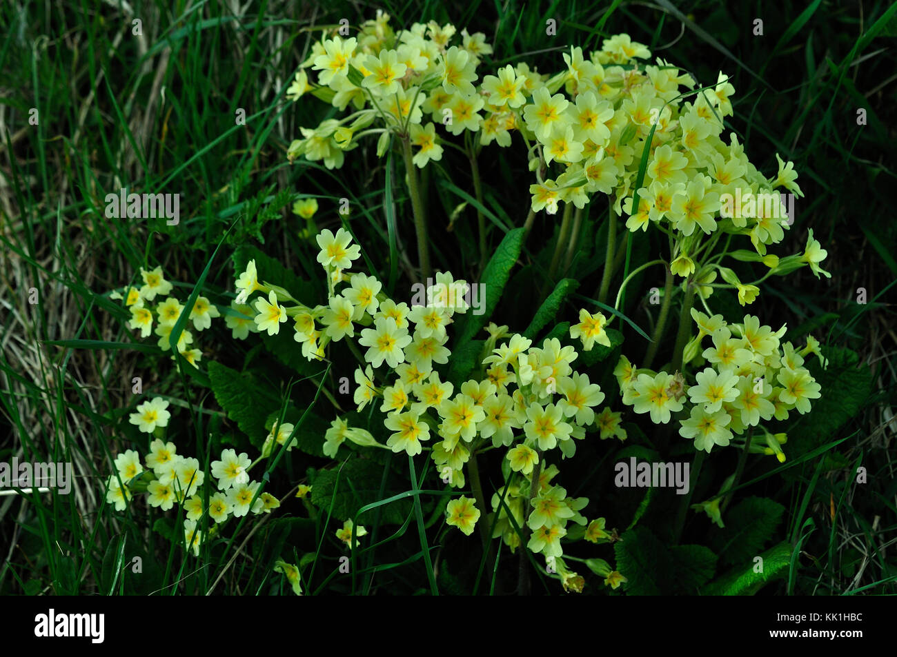 Primrose native spring flower hi-res stock photography and images - Alamy