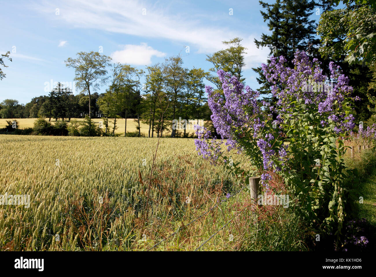 Wheat field uk wild flower hi-res stock photography and images - Alamy
