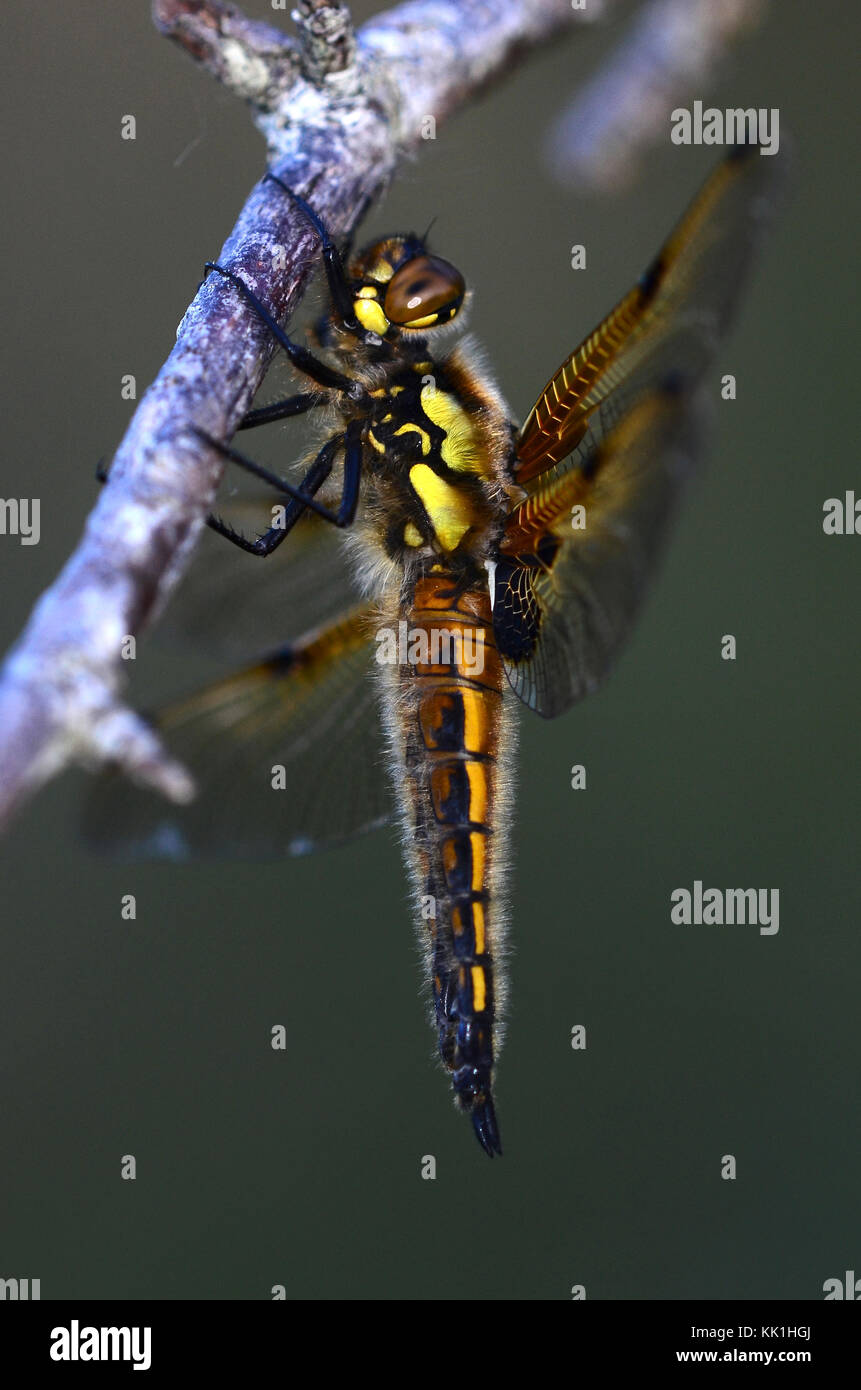 Four-spotted chaser dragonfly at rest Stock Photo - Alamy