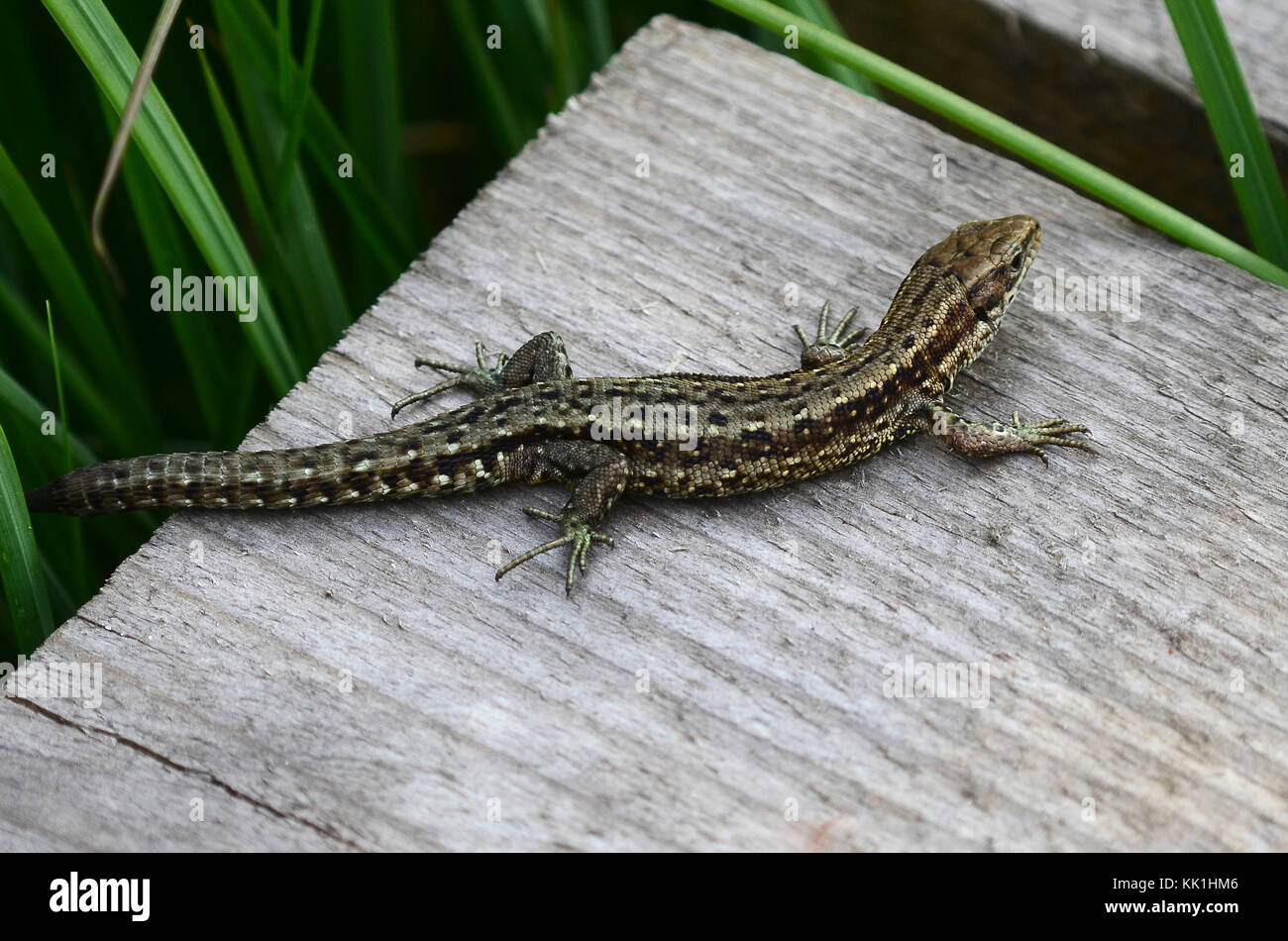 Scincomorpha hi-res stock photography and images - Alamy