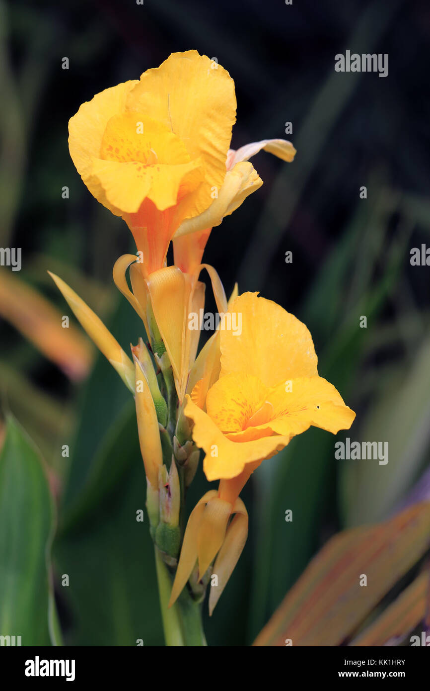 Yellow canna lily hi-res stock photography and images - Alamy